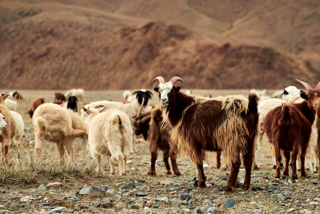 How to Identify Quality Cashmere