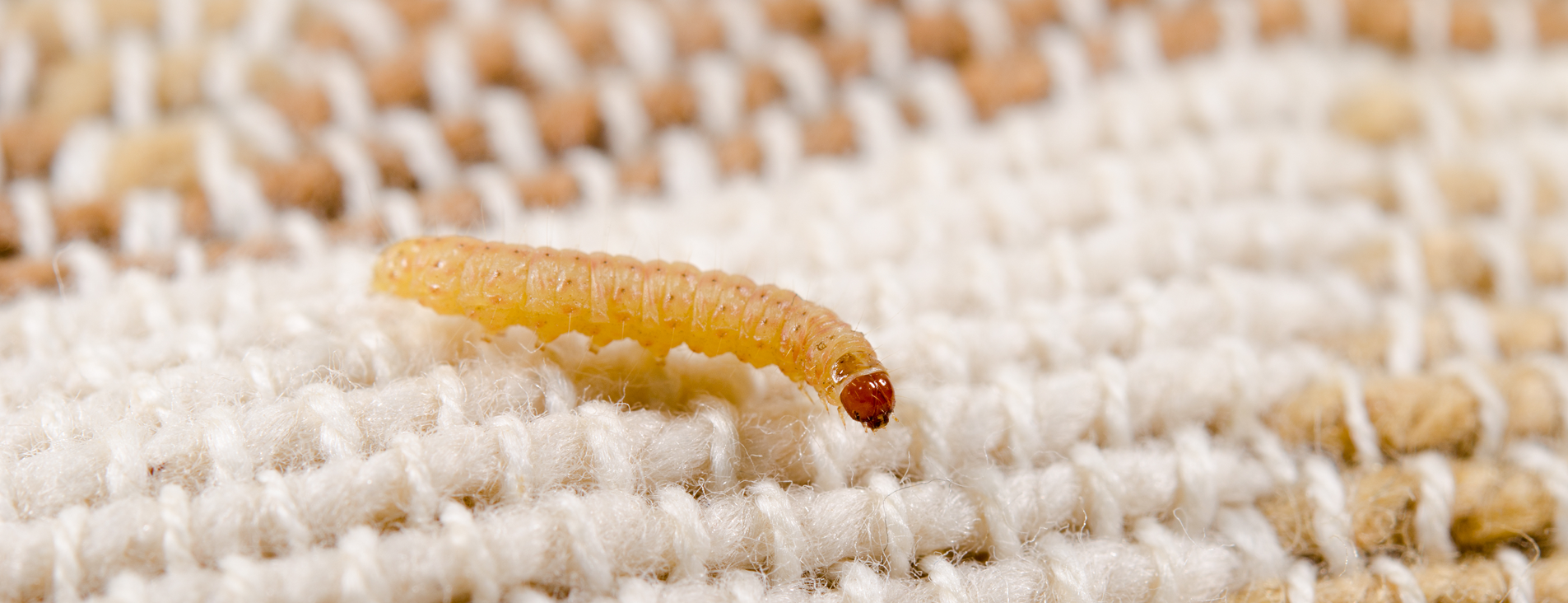 Identifying Clothes and Carpet Moths